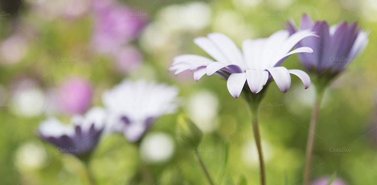 10+ Flower Templates Free PDF, Word Designs | Creative Template