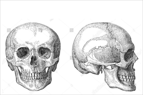 Human Skull Illustration Templates || Free & Premium Designs