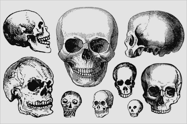 Human Skull Illustration Templates || Free & Premium Designs