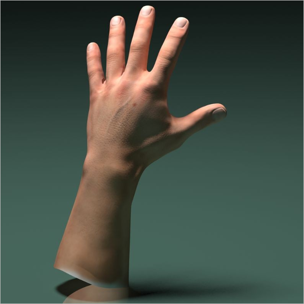 38+ 3D Human Models Free Download | Anatomy Designs