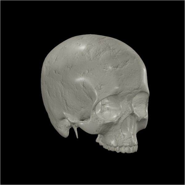 32+ Skull 3D Models Free Download | Anatomy, STL Files