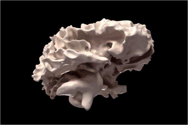 38+ 3D Human Models Free Download | Anatomy Designs