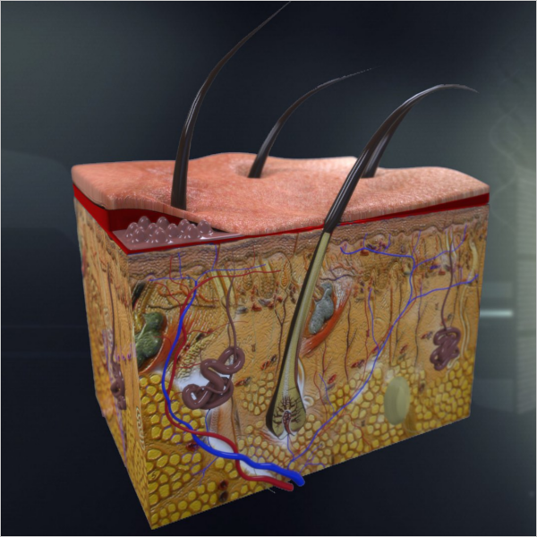 38+ 3D Human Models Free Download | Anatomy Designs