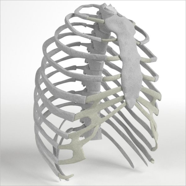 38+ 3D Human Models Free Download | Anatomy Designs