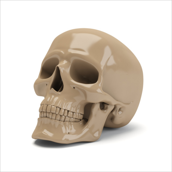 38+ 3D Human Models Free Download | Anatomy Designs