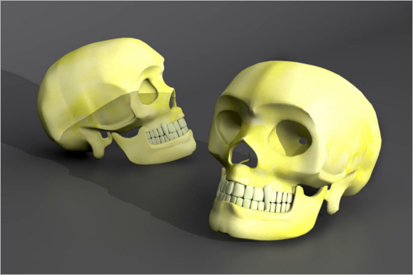 32+ Skull 3D Models Free Download | Anatomy, STL Files