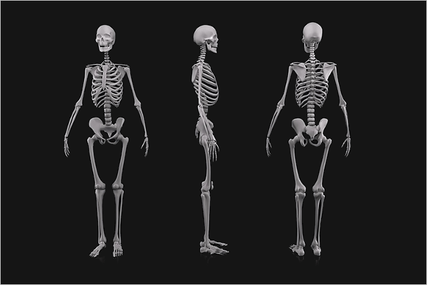 38+ 3D Human Models Free Download | Anatomy Designs