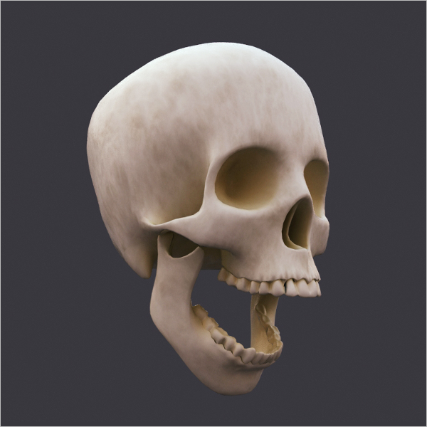 32+ Skull 3D Models Free Download | Anatomy, STL Files