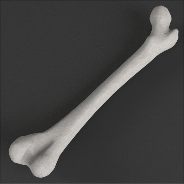 38+ 3D Human Models Free Download | Anatomy Designs