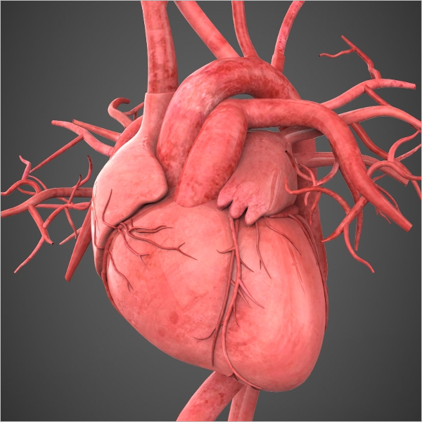 38+ 3D Human Models Free Download | Anatomy Designs