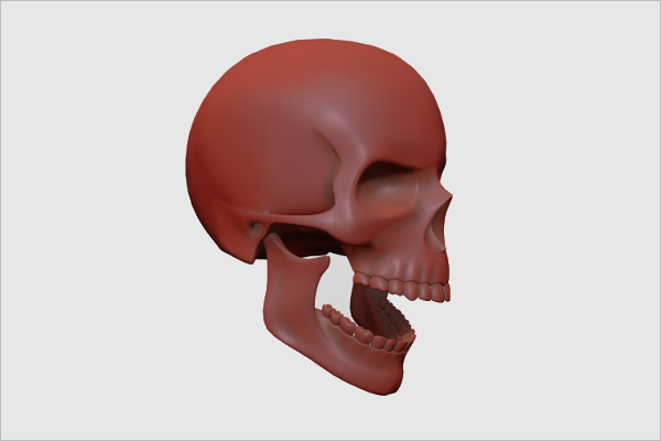 32+ Skull 3D Models Free Download | Anatomy, STL Files