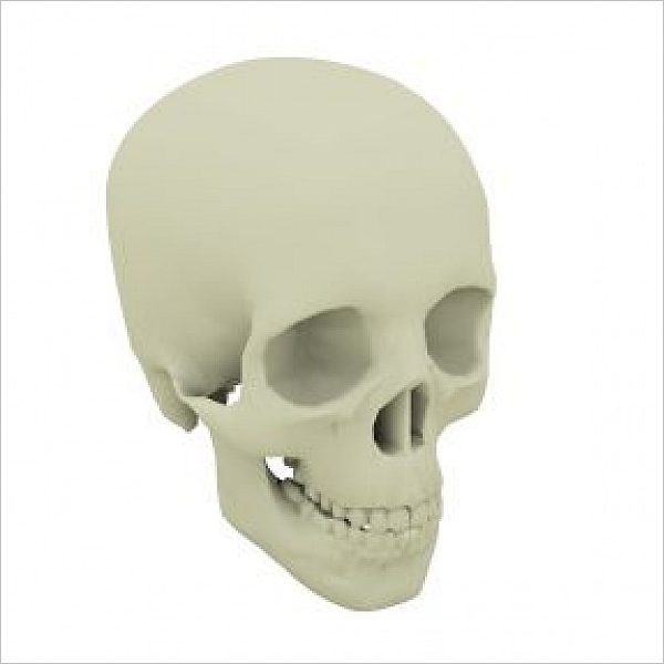 32+ Skull 3D Models Free Download | Anatomy, STL Files