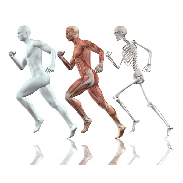 38+ 3D Human Models Free Download | Anatomy Designs