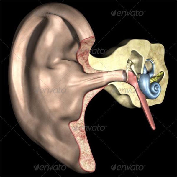 44+ 3D Maya Models Free Download, Car, Robot, Animal