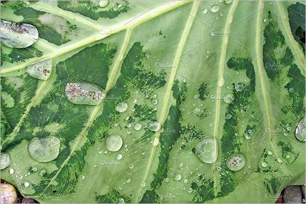 20+ Leaf Textures HD Background Designs | Free Templates