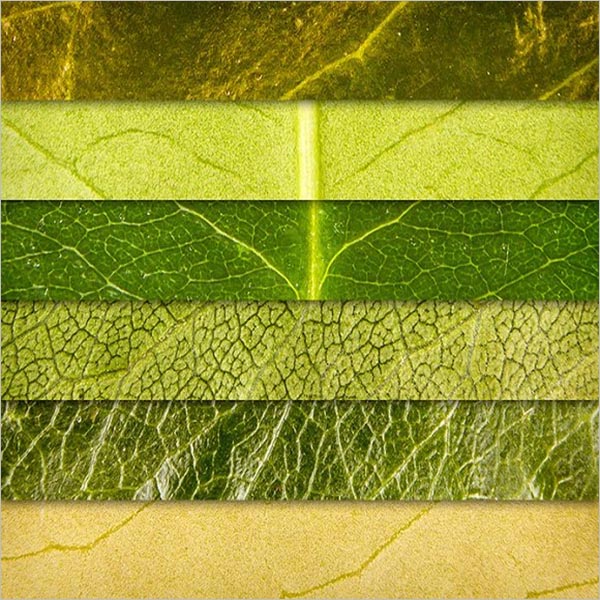 20+ Leaf Textures HD Background Designs | Free Templates