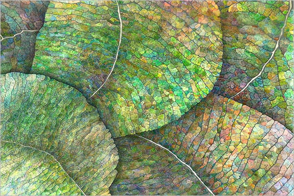 20+ Leaf Textures HD Background Designs | Free Templates