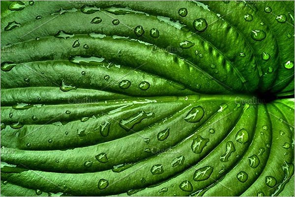 20+ Leaf Textures HD Background Designs | Free Templates