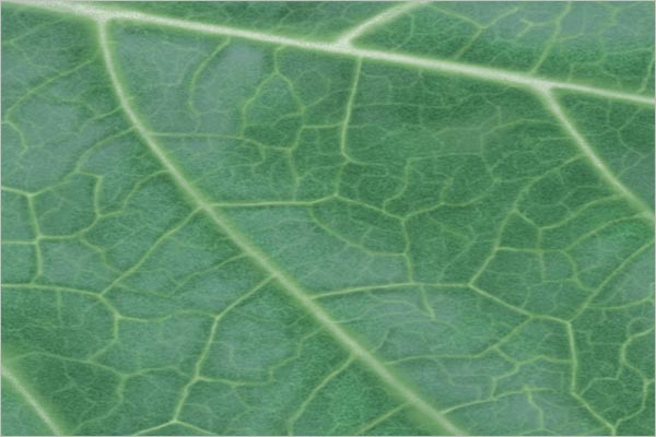 20+ Leaf Textures HD Background Designs | Free Templates